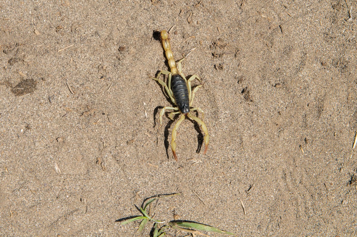 Northern Scorpion at Camp in the Owyhee – David N. Braun Photography