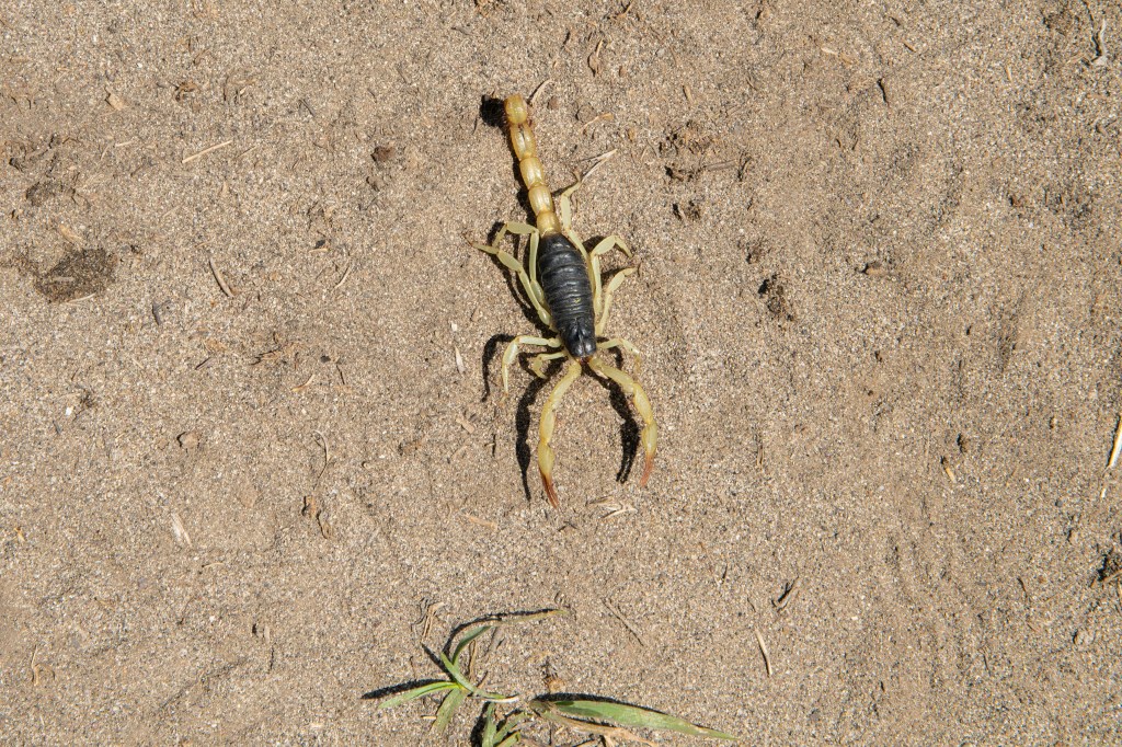 Northern Scorpion at Camp in the Owyhee – David N. Braun Photography